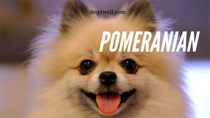 Pomeranian Dog Breed - Pom Puppy Profile Facts - DogDwell