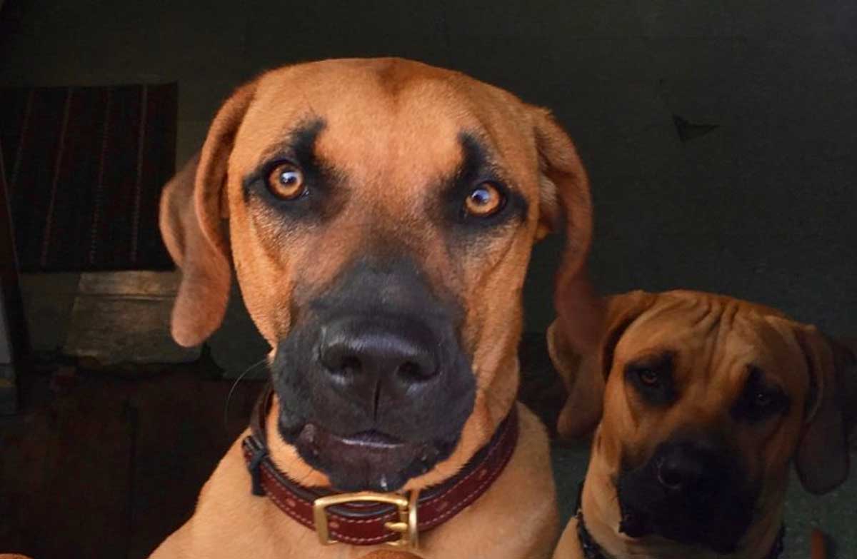 Black Mouth Cur Facts: Profile, Care, Traits, Train, Groom - DogDwell