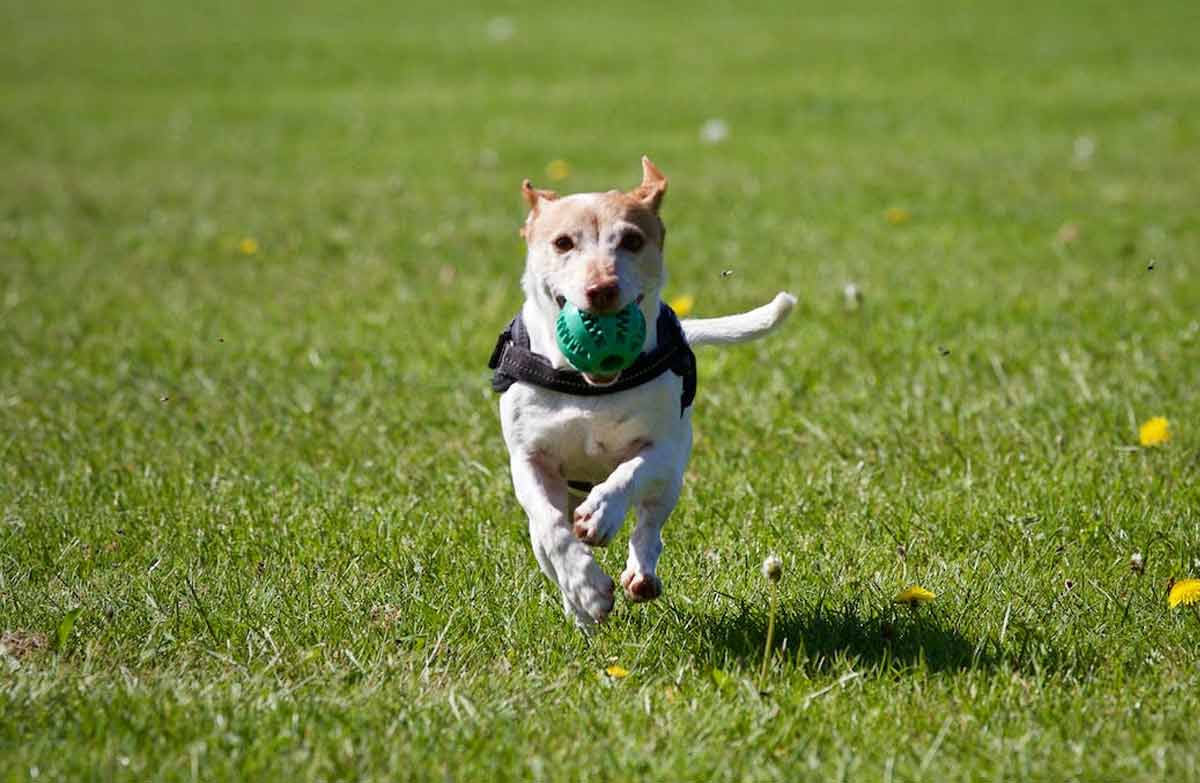 7 Steps on How to Teach a Dog to Leave It - Dog Dwell 7 Steps on How to Teach a Dog to Leave It - Dog Dwell