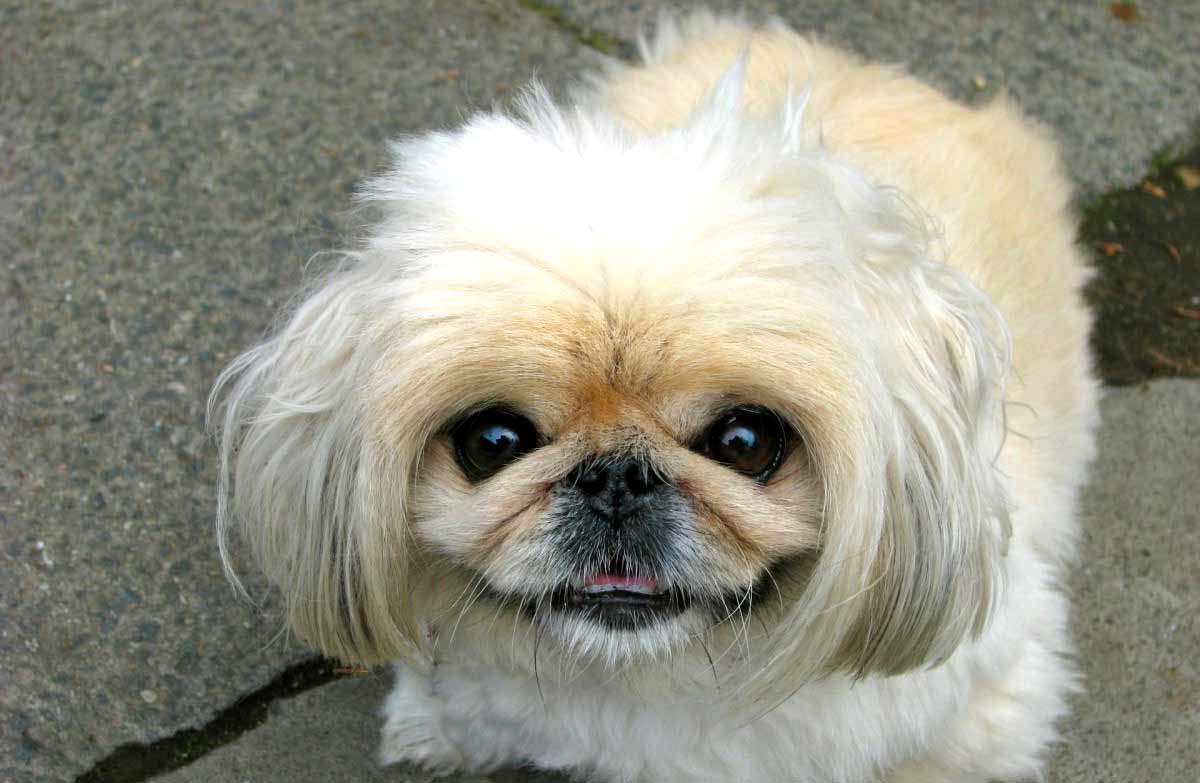 Japanese Chin Dog: Profile, Facts, Traits, Diet, Groom, Care - DogDwell