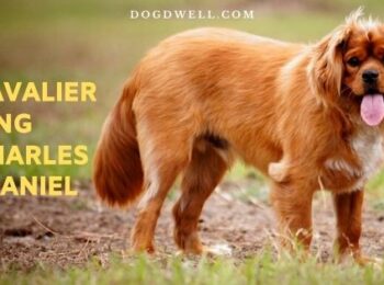 Cavalier King Charles Cocker Spaniel Mix Breed Profile - Dog Dwell