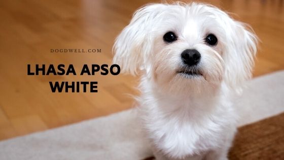 Lhasa Apso White Dog - Mix | Facts | Temperament - Dog Dwell