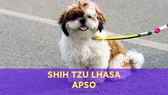 Shih Tzu Lhasa Apso Dog - Mix | Profiles | Pros | Cons - Dog Dwell