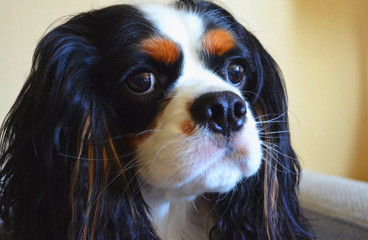 Cavalier King Charles Spaniel Tricolor: Profile, Care, Facts - DogDwell