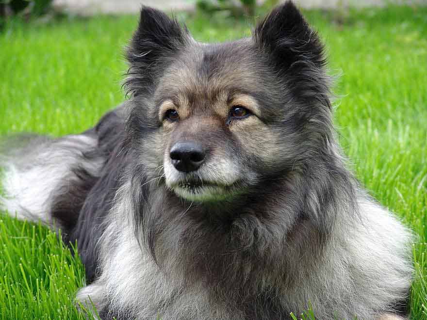 Black Finnish Spitz: Profile, Facts, Care, Traits, Health, Diet - DogDwell