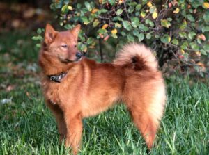 Finnish Spitz Mix - Lab | Cross Stitch | Breeds | Care - Dog Dwell