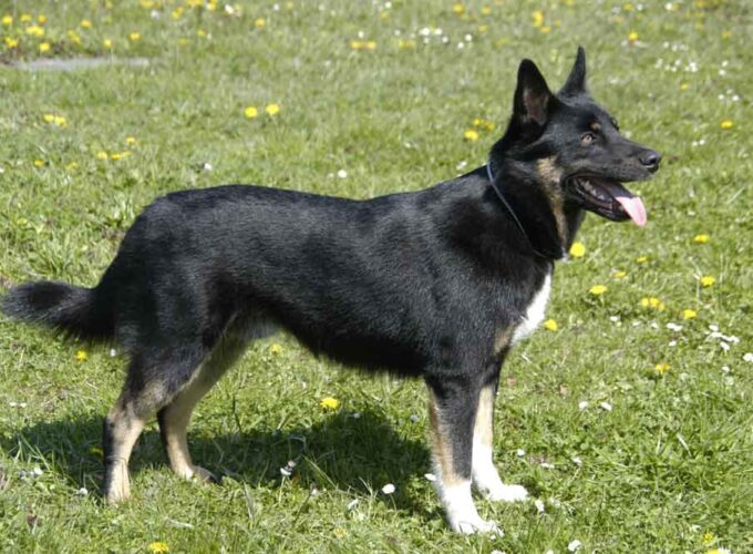 Finnish Archives - Dog Dwell