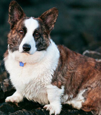 Brindle Cardigan Corgi - Profile | Facts | Care | Traits | Grooming ...
