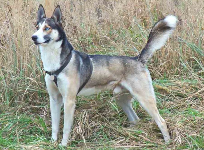 Hound Archives - Dog Dwell