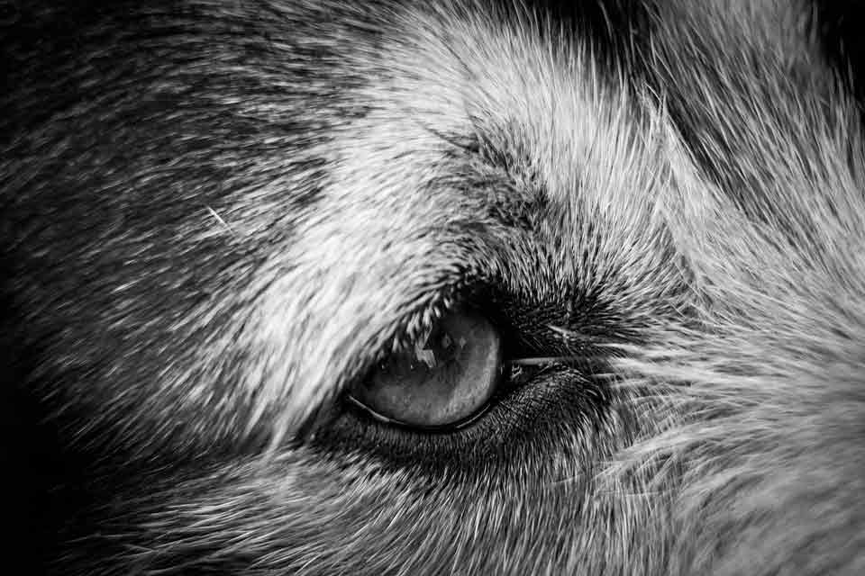 Kugsha Dog Breed - Profile | Facts | Temperament | Size | Care - Dog Dwell