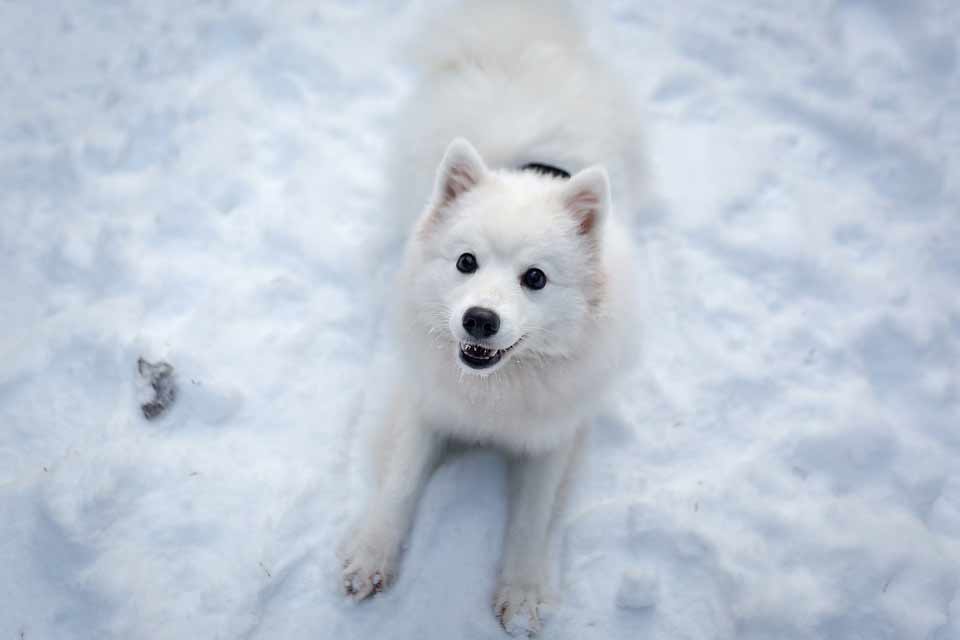 Short Haired Samoyed - Facts | Description | Profile | Traits - Dog Dwell