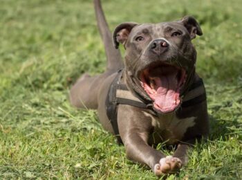 Gator Mouth Pitbull - Profile | Care | Facts | Traits | Exercise - Dog ...