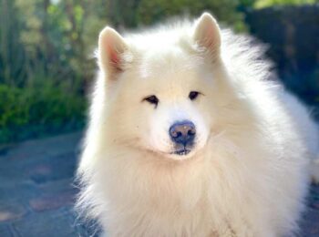 Kugsha Dog Breed - Profile | Facts | Temperament | Size | Care - Dog Dwell