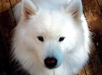 Kugsha Dog Breed - Profile | Facts | Temperament | Size | Care - Dog Dwell