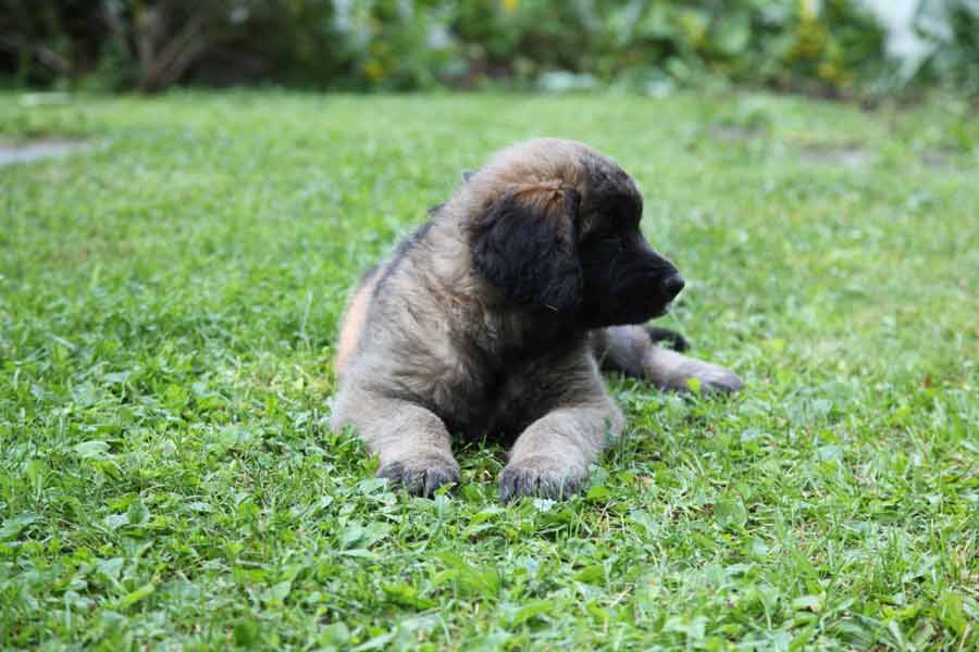 Caucasian Shepherd Dog Puppy - Traits | Care | Behavior - Dog Dwell