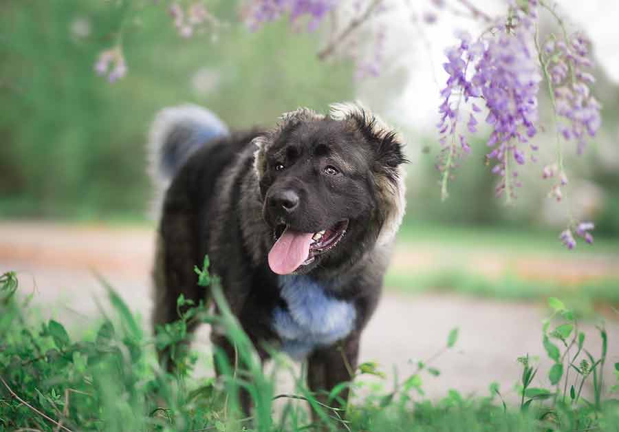 Caucasian Shepherd Dog - Profile | Traits | Care | Behavior - Dog Dwell