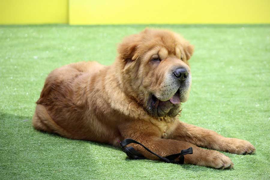 Long Haired Shar-Pei - Profile | Traits | Care | Behavior - Dog Dwell