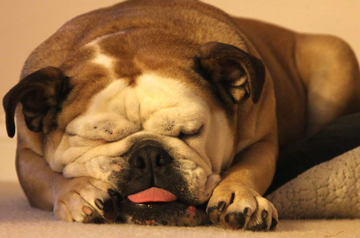 Your Guide To Dealing With An Overweight Dog (2023) - DogDwell