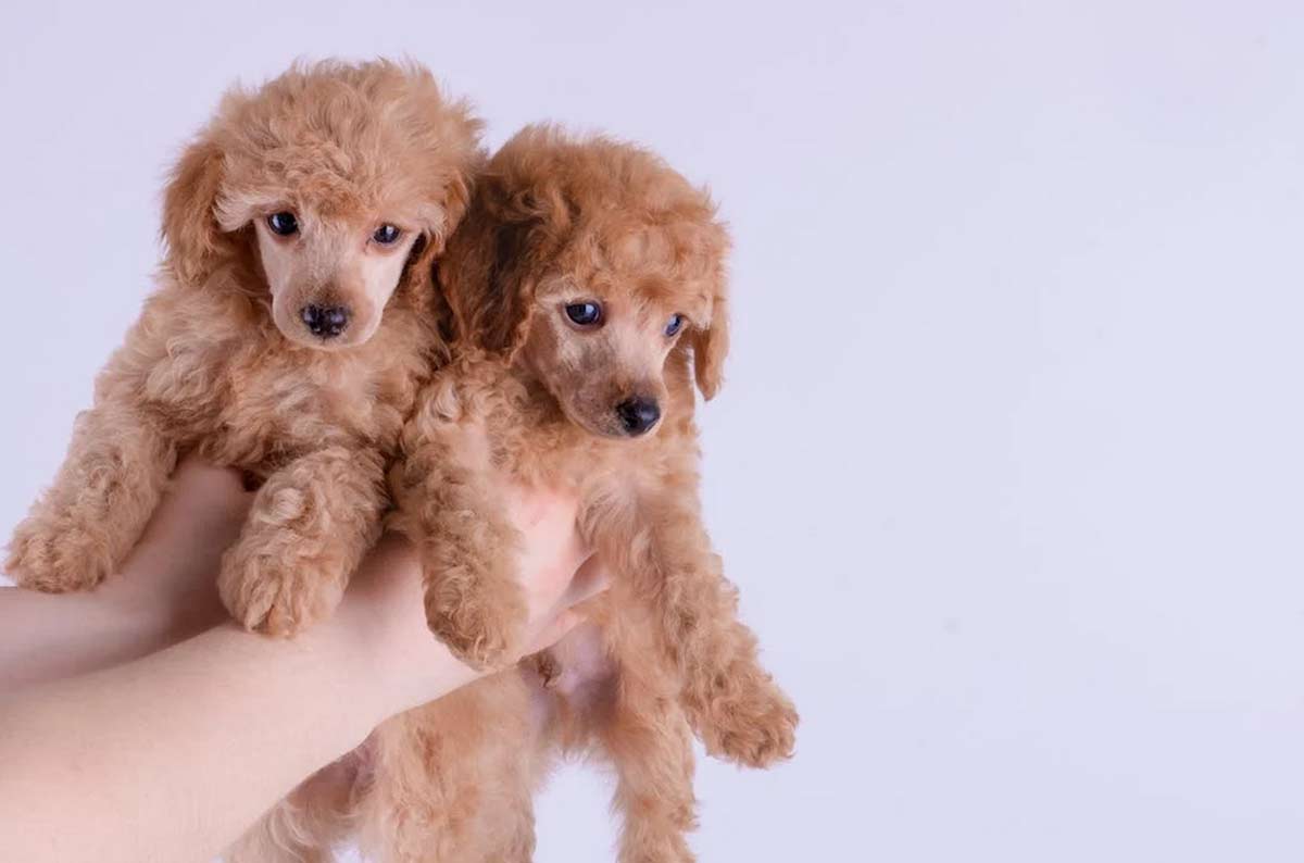 The Micro Mini Goldendoodle - A Complete Guide - DogDwell