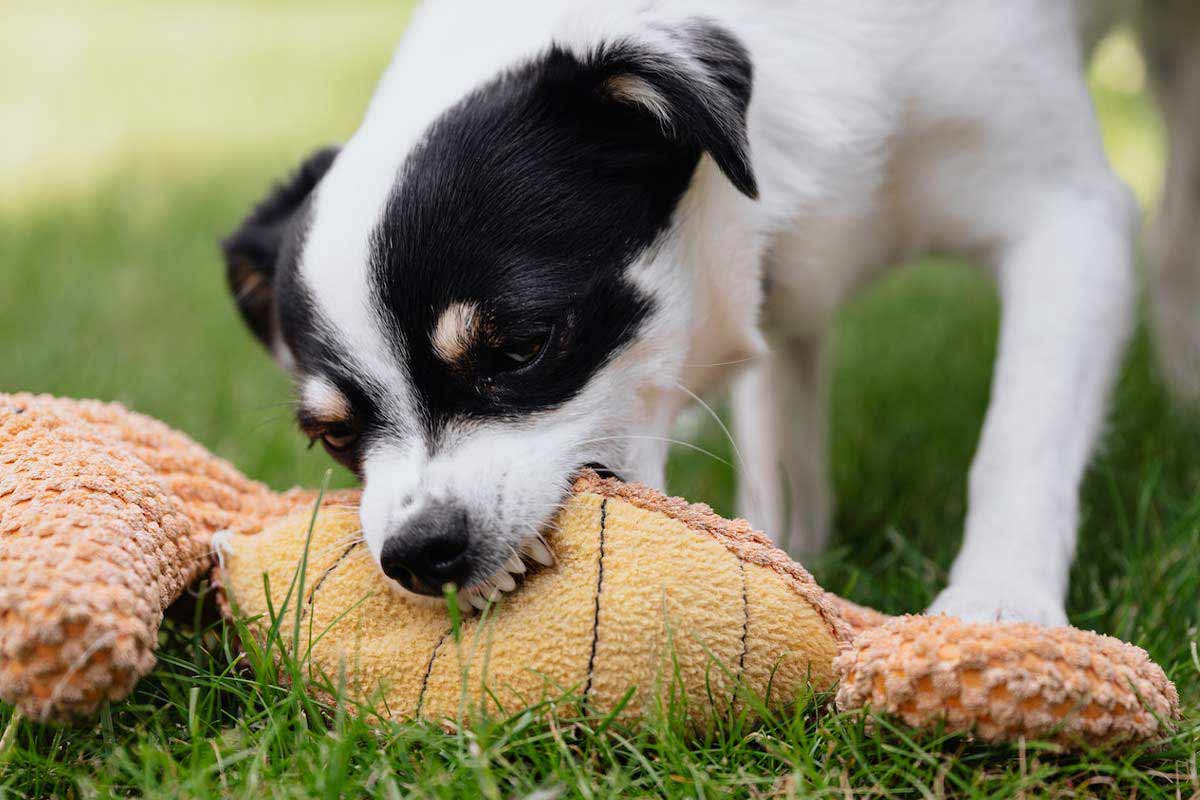 Bitten By A Dog: How a Dog Bite Attorney Can Help You Get Justice ...