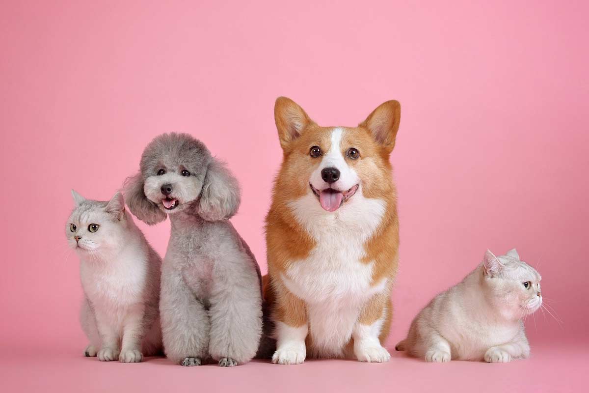 5 Tips for Managing Canine Health in Homes with Multiple Pets - DogDwell