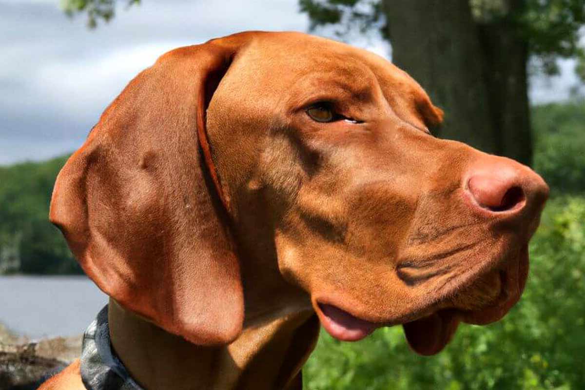Vizsla Dog Breed Profile: Facts, Traits, Care, Grooming - DogDwell