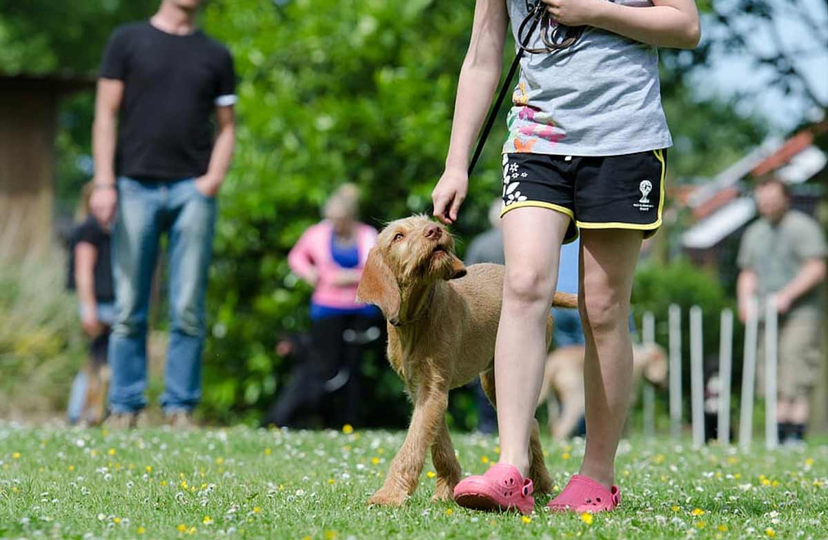 Dog Training 101 for Students: Balancing Studies and Pet Care - DogDwell