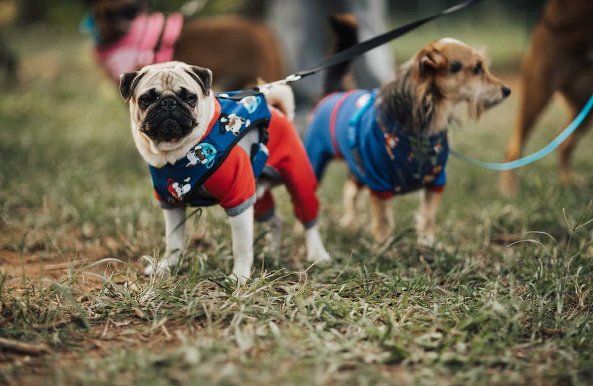 Paws for Learning: Therapy Dogs in Educational Settings - DogDwell